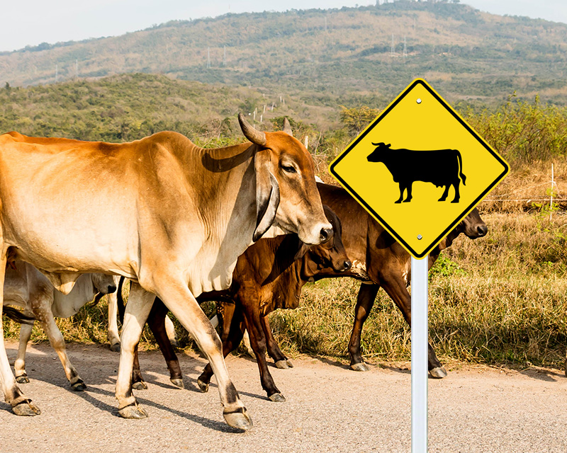 Animal Crossing Signs